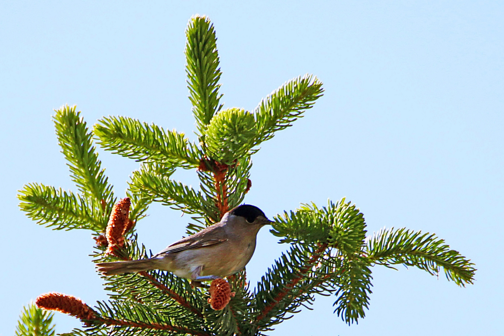 oben in der Spitze Foto & Bild | natur, tiere, vögel Bilder auf ...