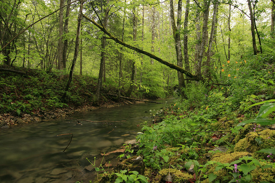 Oberer Lunzer Seebach Foto & Bild | landschaft, bach, fluss & see ...