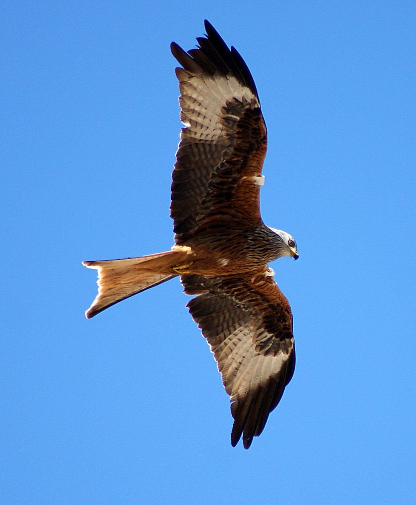 observation - Image & Photo de Mickael -Périard de Concours Légèreté ...