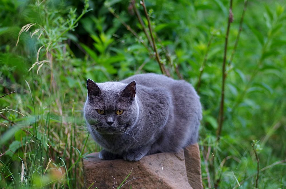Observercat Foto & Bild | tiere, haustiere, katzen Bilder auf fotocommunity