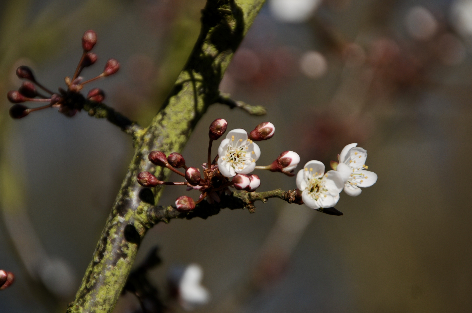 Obstbaum Foto & Bild | fotos, bäume, baum Bilder auf fotocommunity
