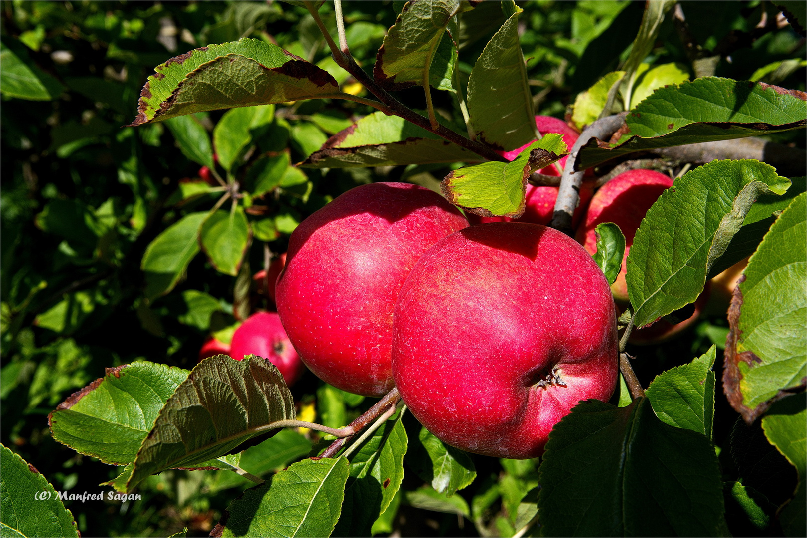 Obstgarten Altes Land Foto & Bild | deutschland, europe, niedersachsen ...
