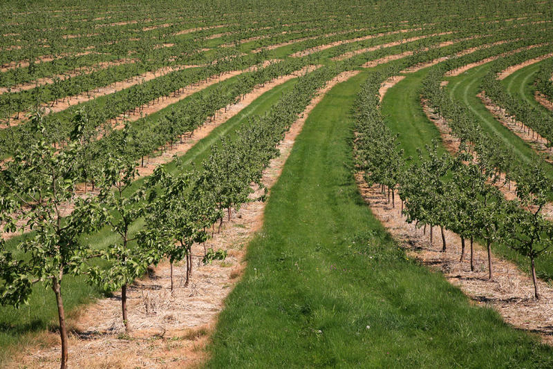 Obstplantage Foto & Bild | landschaft, kulturlandschaften, in der ...