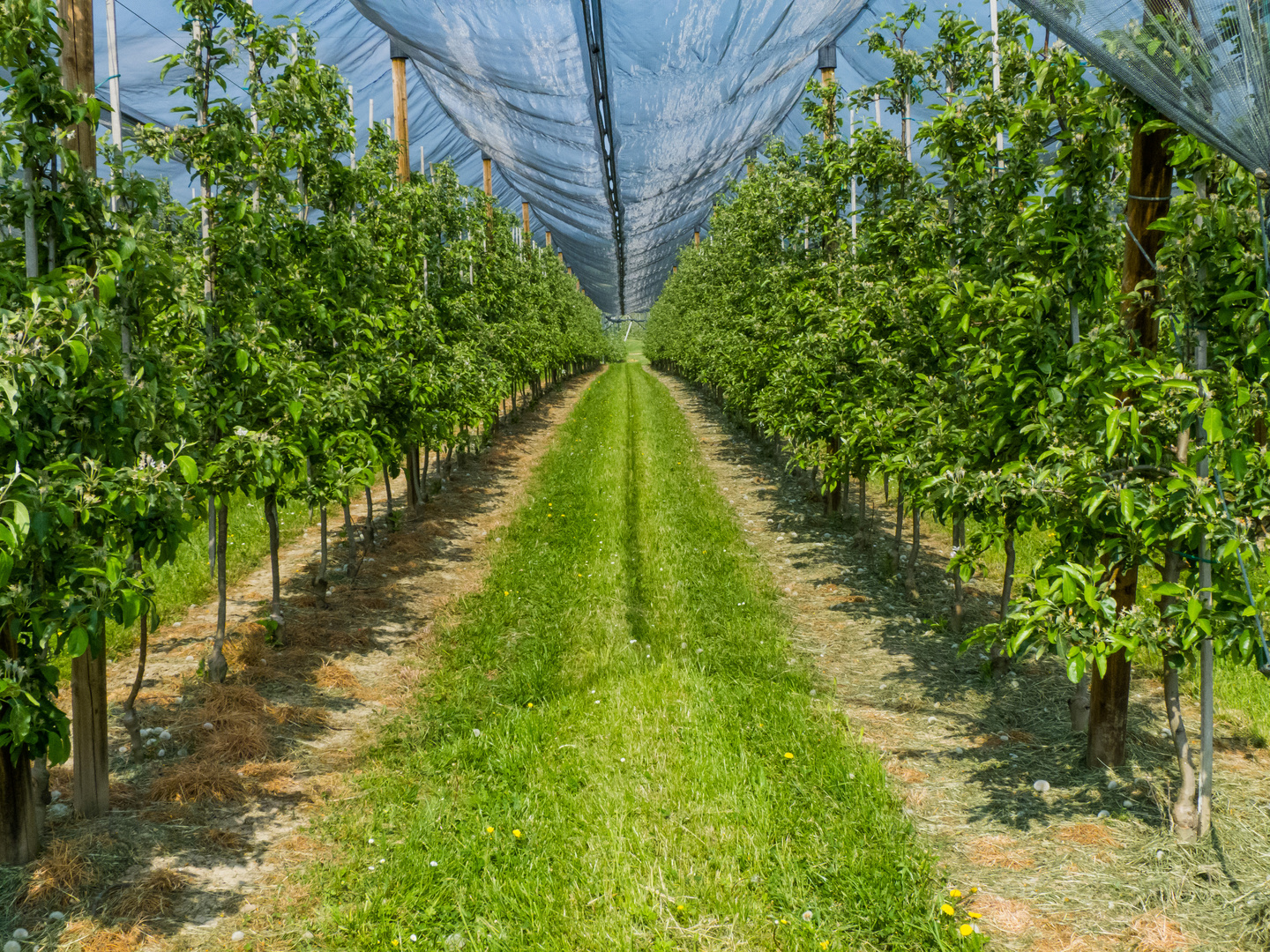 Obstplantage am Bodensee Foto & Bild | pflanzen, pilze & flechten ...