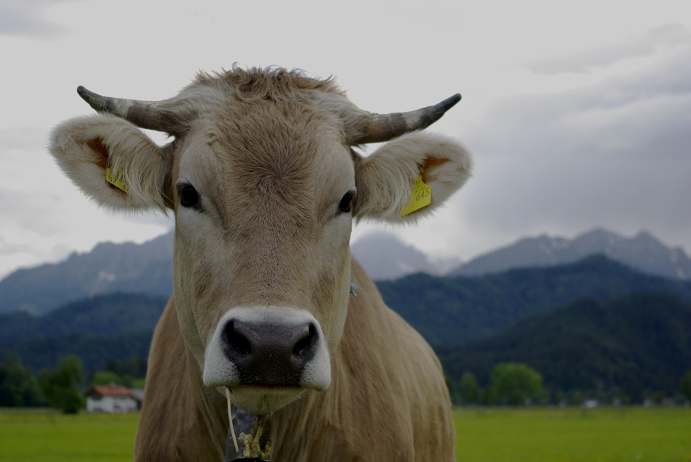 Ochse/Bulle/Stier Foto & Bild | tiere, haustiere, sonstige Bilder auf ...