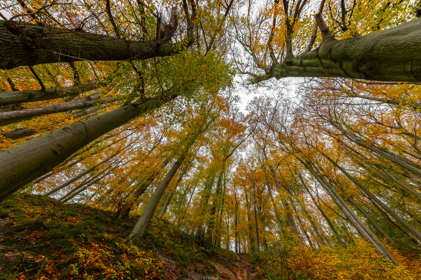 october rust im November Foto & Bild | wald, bäume, natur Bilder auf ...