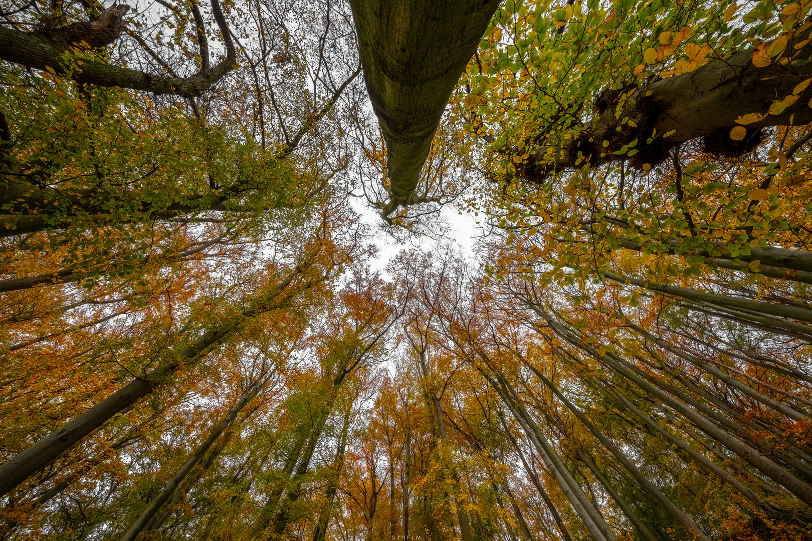 october rust im November Foto & Bild | wald, bäume, natur Bilder auf ...
