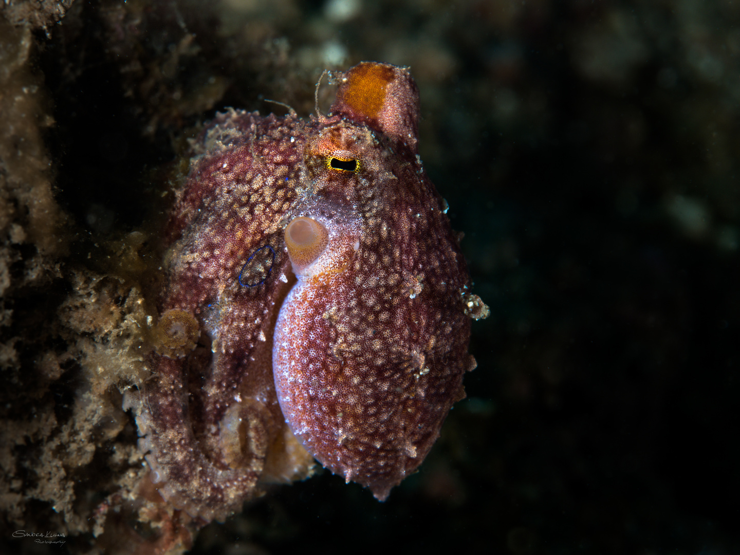 Octopus-City°°° Foto & Bild | makro, meer, giftig Bilder auf fotocommunity