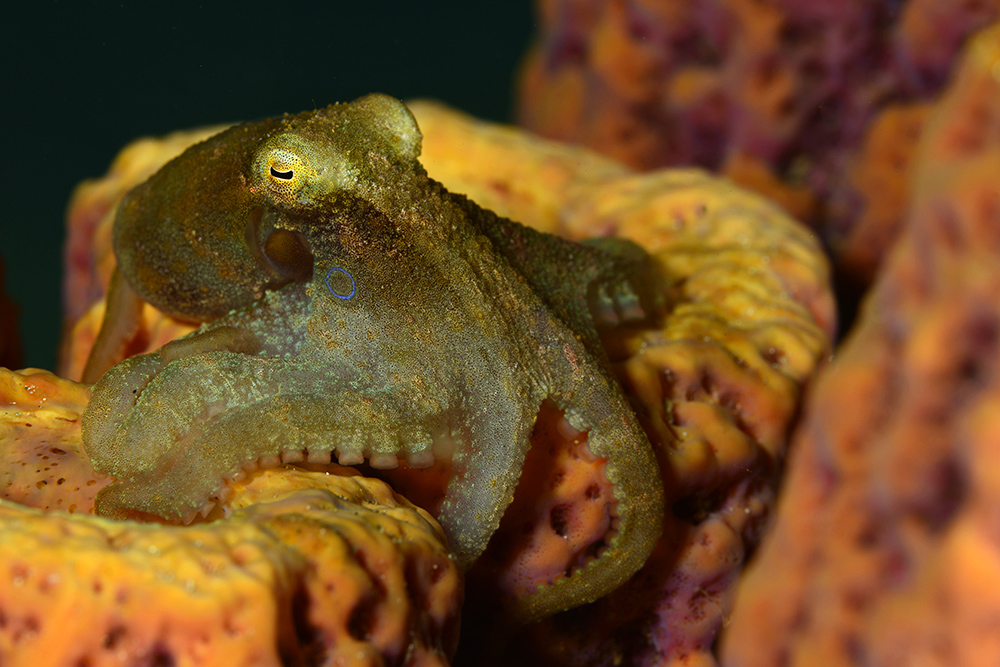 Octopus mototi? Foto & Bild | unterwasser, uw-salzwasser, natur-kreativ ...