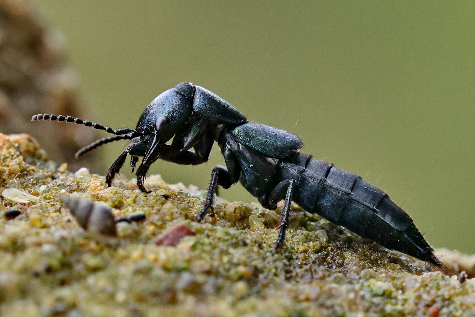 Ocypus Foto & Bild | natur, insekten, tiere Bilder auf fotocommunity