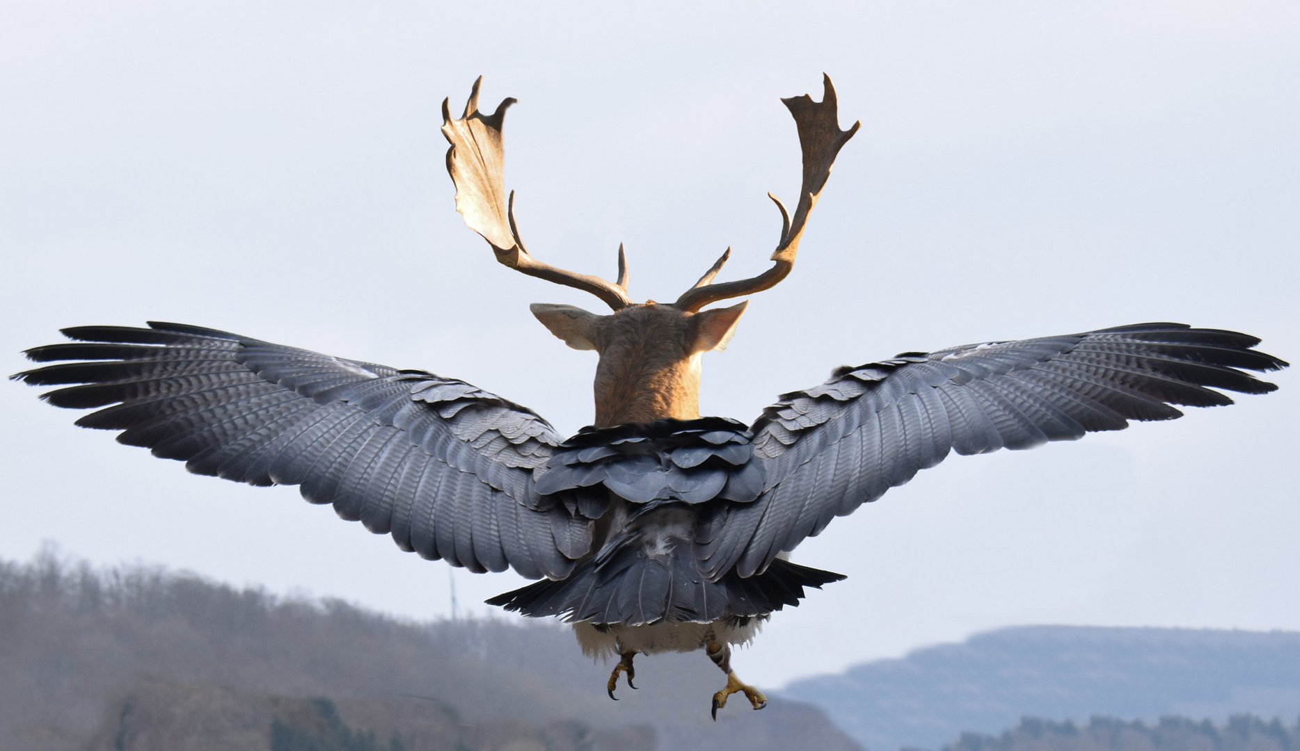 Odenwälder Hirschvogel Foto & Bild | quatsch, fun und rätselecke ...