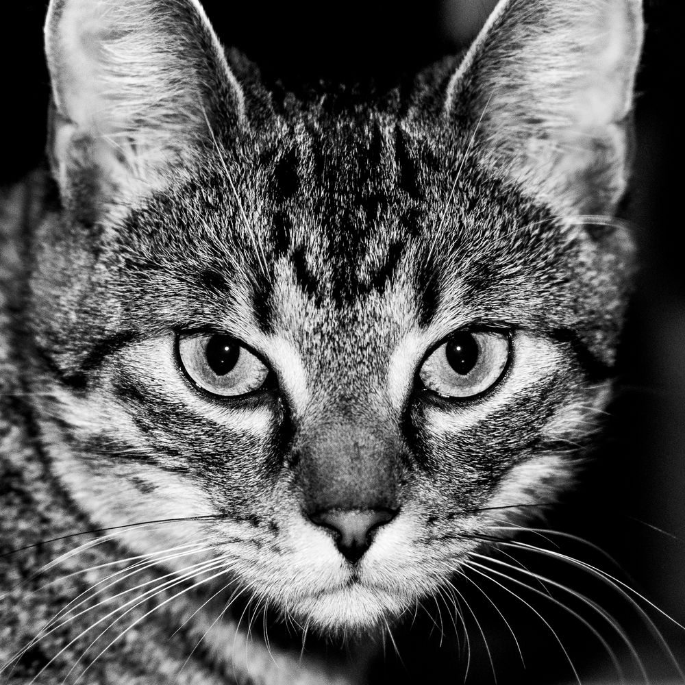 odin Foto & Bild | tiere, haustiere, katzen Bilder auf fotocommunity