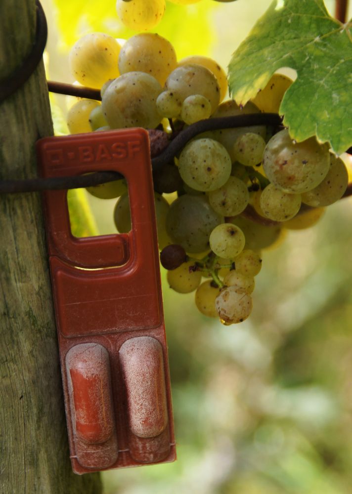 Ökologischer Rebschutz im Rheingau Foto & Bild | landschaft ...