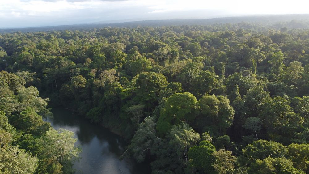 Ökosystem Regenwald Foto & Bild | wald, natur, landschaft Bilder auf ...