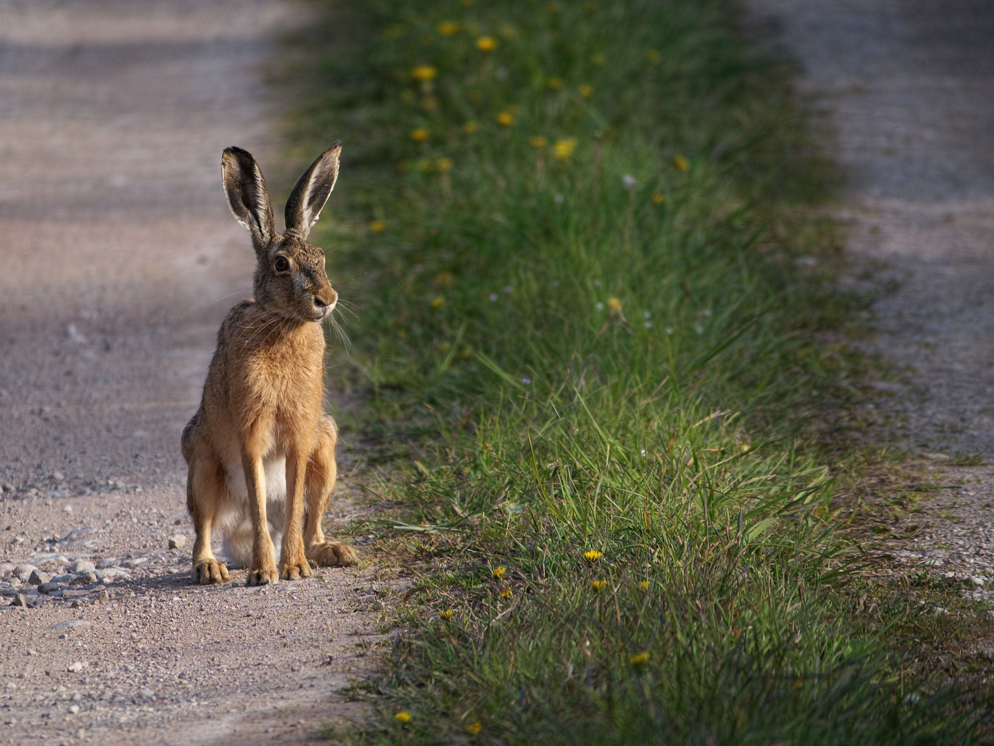 Öland ... Insel der Hasen Foto & Bild | schweden, tiere, wildlife ...