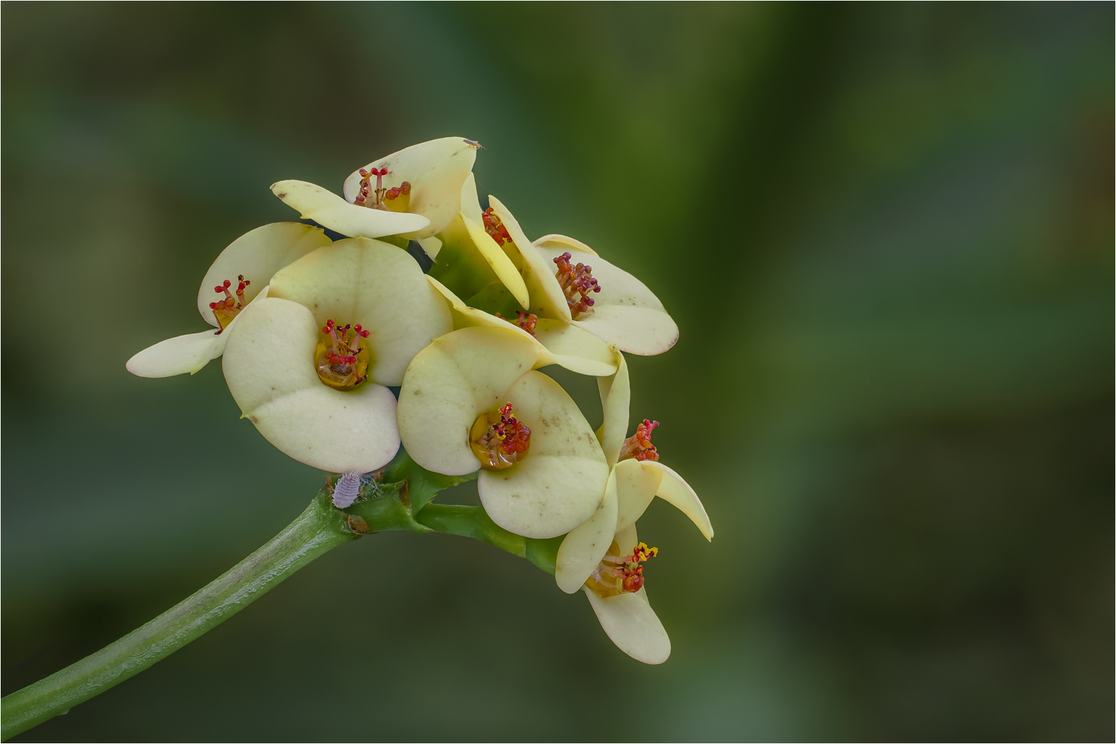 Oeschberg Foto & Bild | spezial, makro, natur Bilder auf fotocommunity