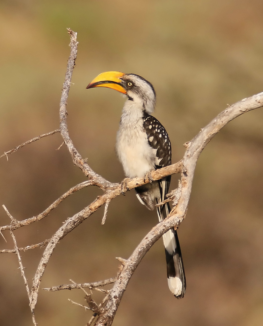 Östlicher Gelbschnabeltoko Foto & Bild | natur, vögel, wildlife Bilder ...