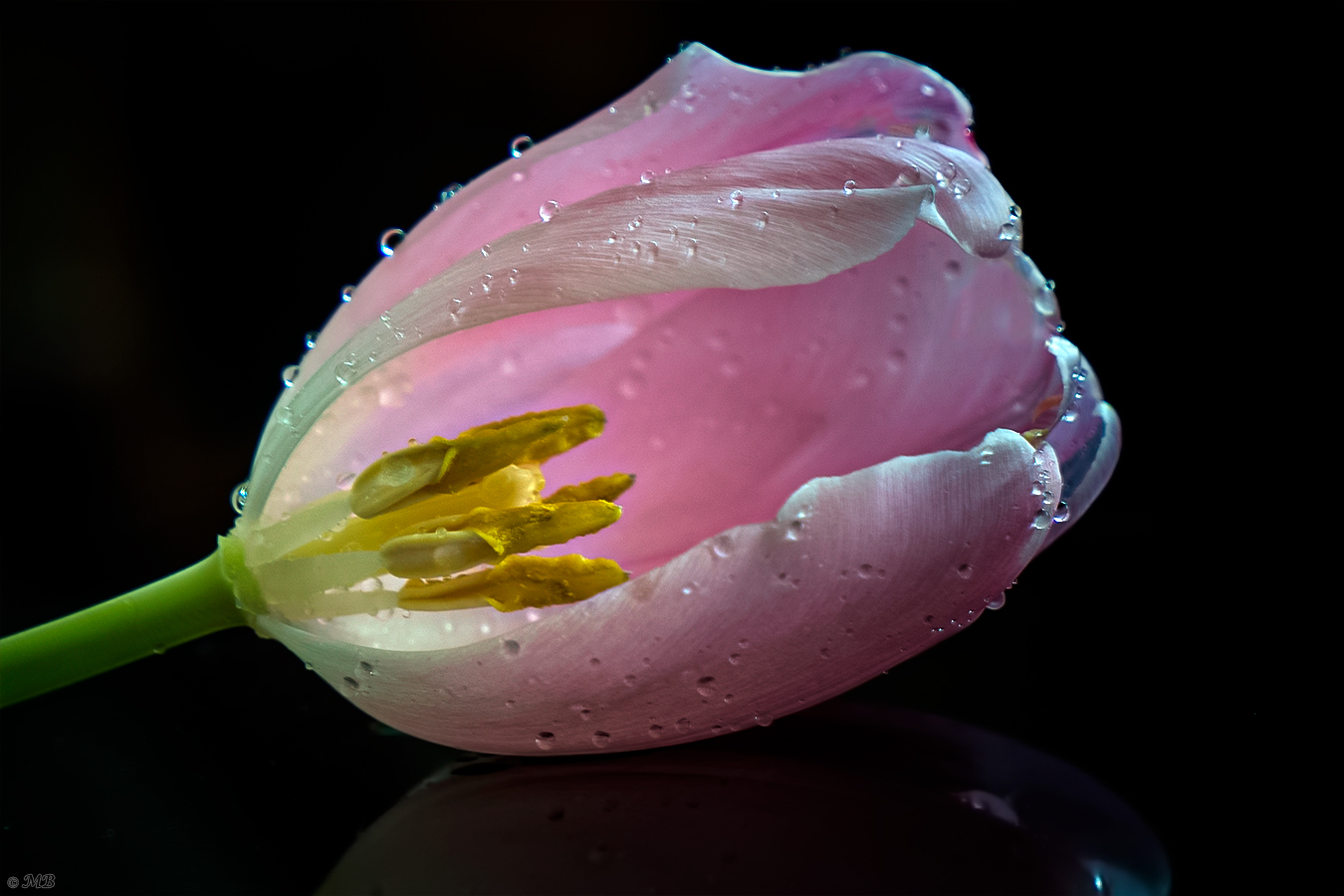 offene Tulpe Foto & Bild | pflanzen, pilze & flechten, blüten- & kleinpflanzen, projekte Bilder ...