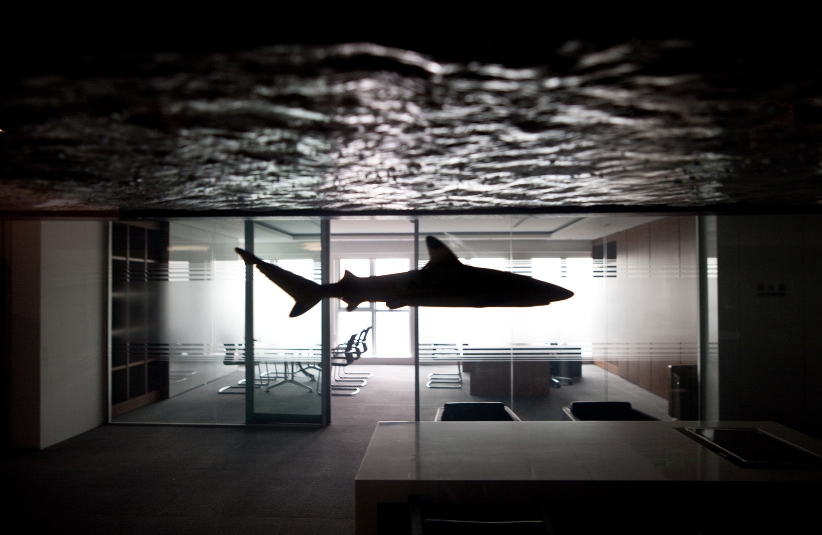 Office Shark Foto & Bild | tiere, michele\'s ordner, hai Bilder auf ...