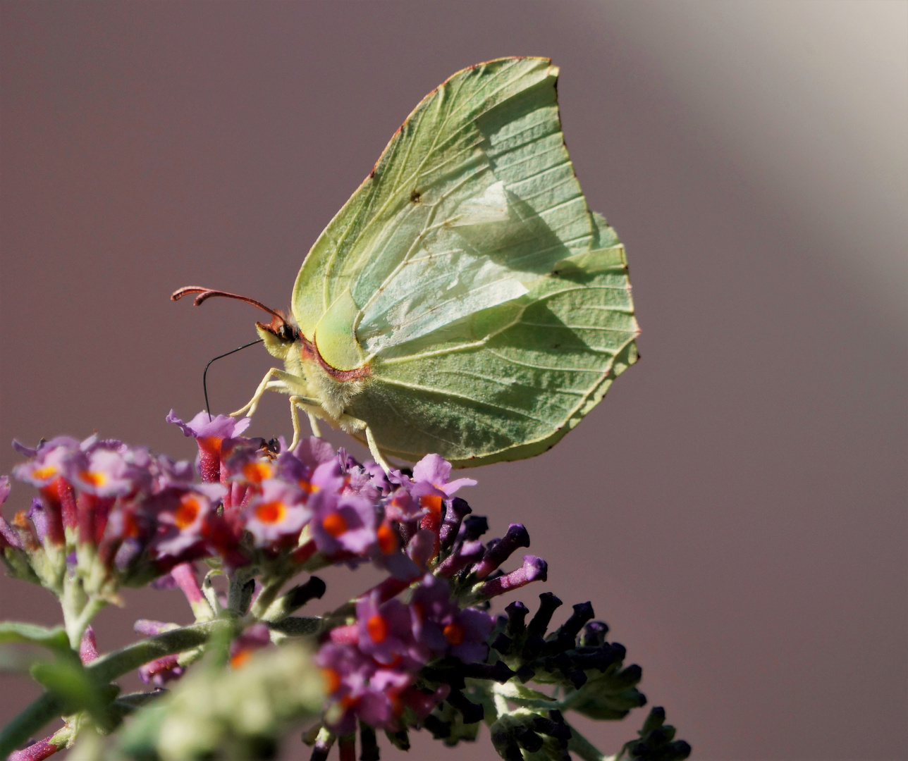 oft besuchte Tankstelle Foto & Bild | tiere, wildlife, natur Bilder auf ... oft besuchte Tankstelle Foto & Bild | tiere, wildlife, natur Bilder auf ...