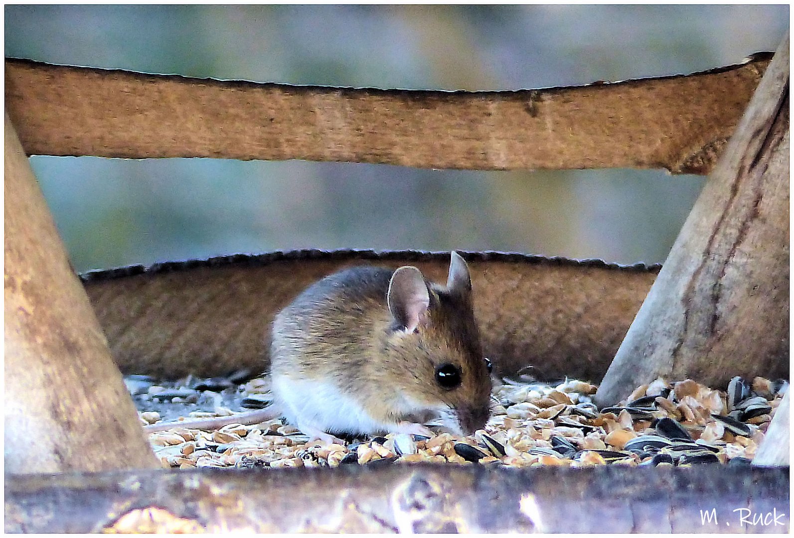 Oh , da hat sich jemand vertan , Foto & Bild | tiere, wildlife, winter ...