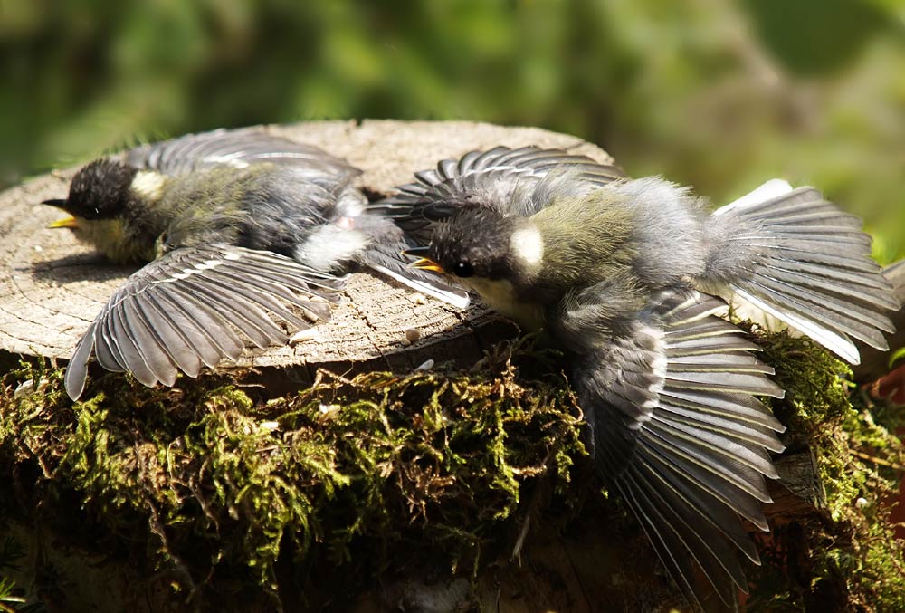 Oh, diese Hitze! Foto & Bild | tiere, wildlife, wild lebende vögel ...
