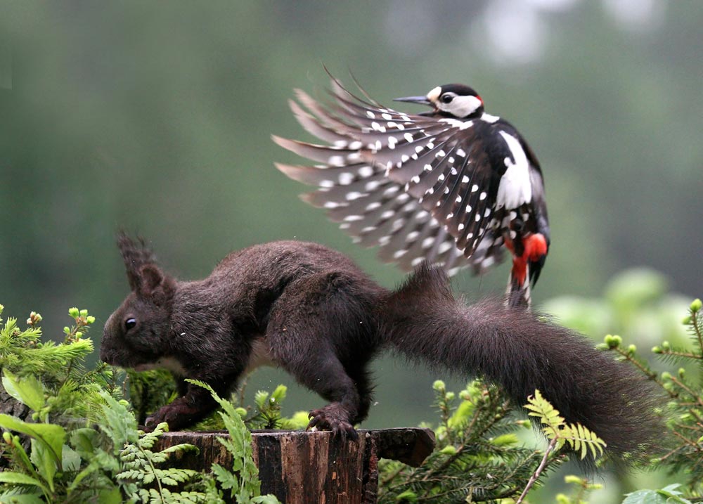 Oh, diese Schmach! Foto & Bild | tiere, wildlife, wild lebende vögel ...