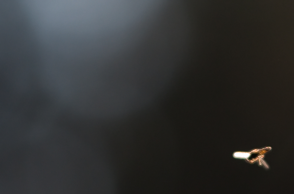 Oh, ein Elfchen... Foto & Bild | tiere, wildlife, insekten Bilder auf ...