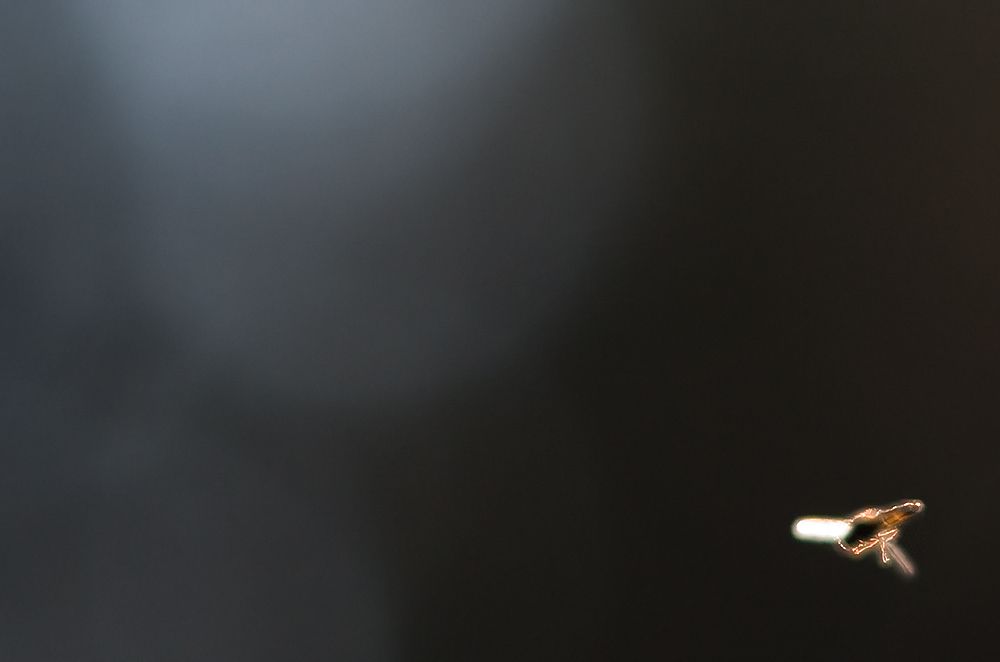 Oh, ein Elfchen... Foto & Bild | tiere, wildlife, insekten Bilder auf ...