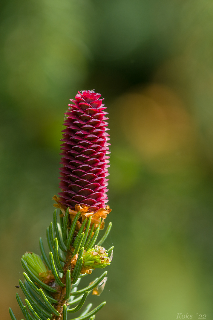 Oh Fichtenbaum ... Foto & Bild | pflanzen, pilze & flechten, landschaft ...