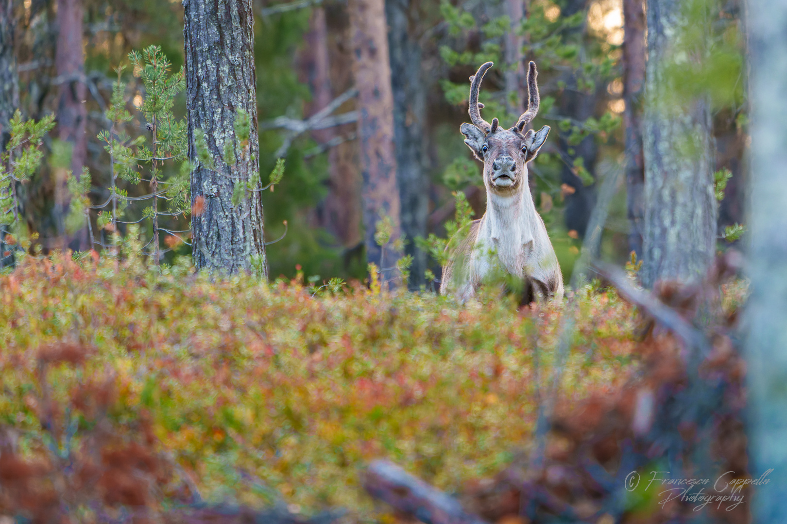 Oh Hallo Foto & Bild | europe, scandinavia, tiere Bilder auf fotocommunity
