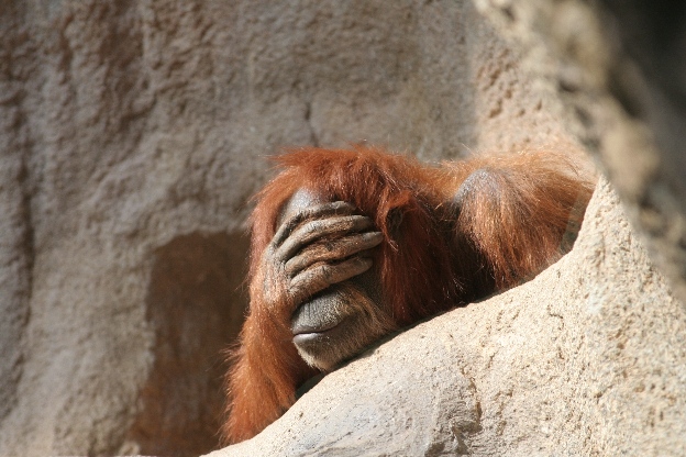 Oh je oh je, ich kann nicht hinschaun.... Foto & Bild | tiere, zoo ...