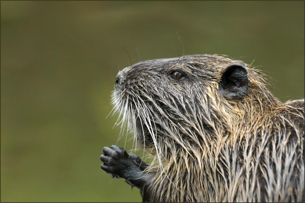 Oh lieber Gott, gib mir Wasser!! Foto & Bild | tiere, wildlife ...