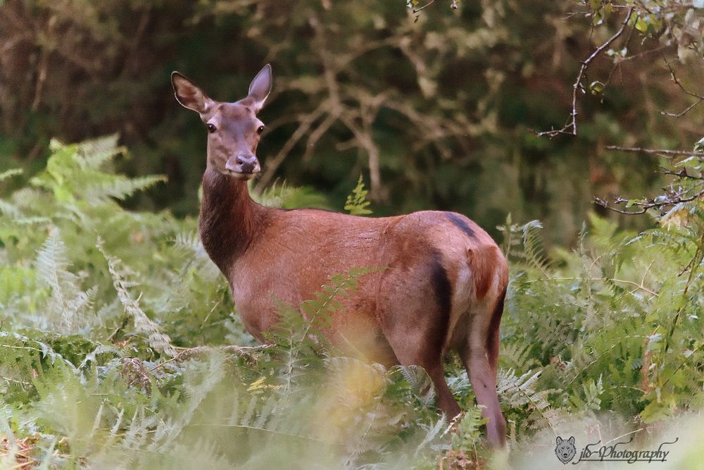 Oh ,ma biche photo et image | divers, nature Images fotocommunity