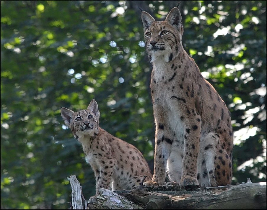 Oh ...MAMA... Foto & Bild | natur, tiere, zoo, wildpark & falknerei ...