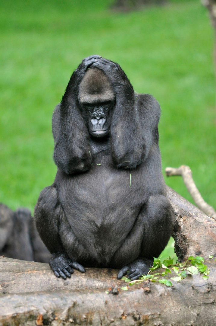 Oh mein Gott Foto & Bild | archiv, a r c h i v aktuell, affen Bilder auf fotocommunity