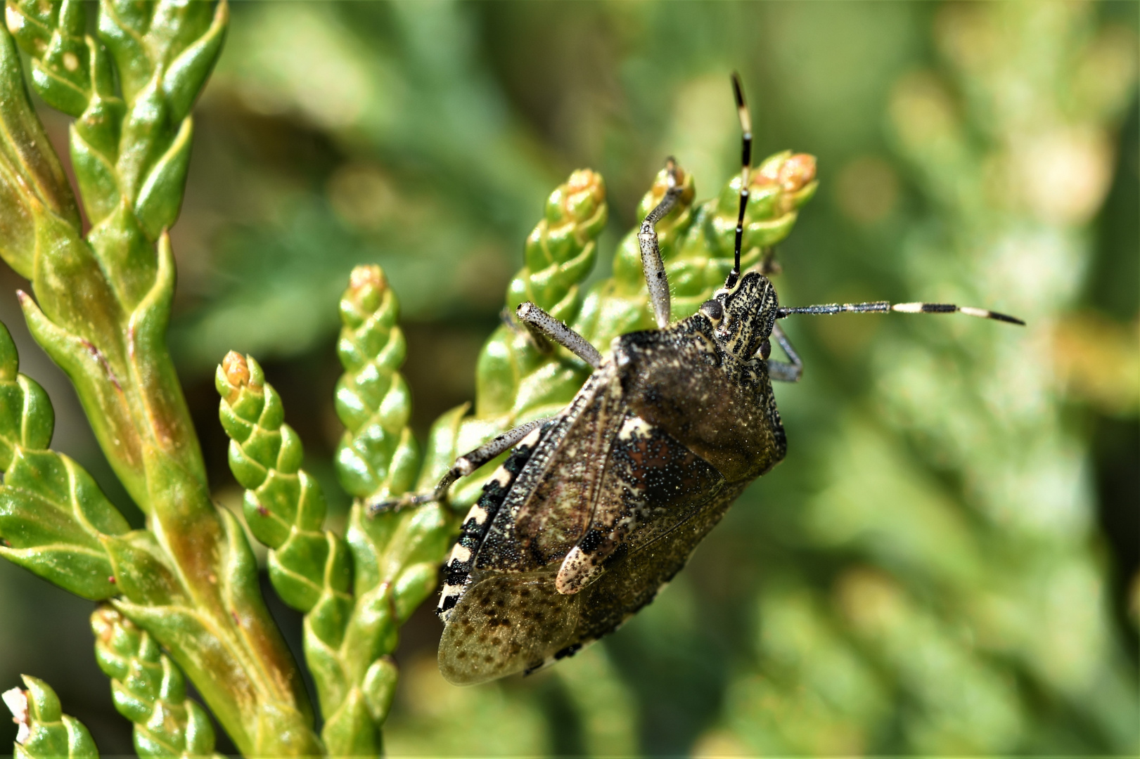 Oh punaise!!!! photo et image | macro nature, fotos, france Images ...
