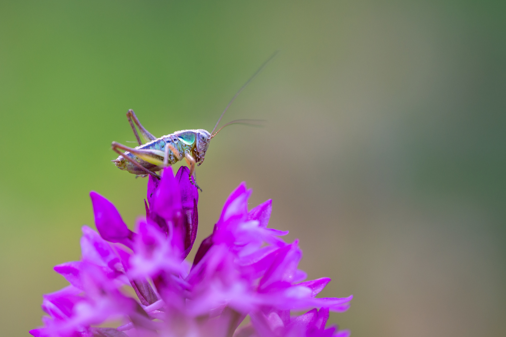 Oh Schreck! Foto & Bild | tiere, wildlife, insekten Bilder auf ...