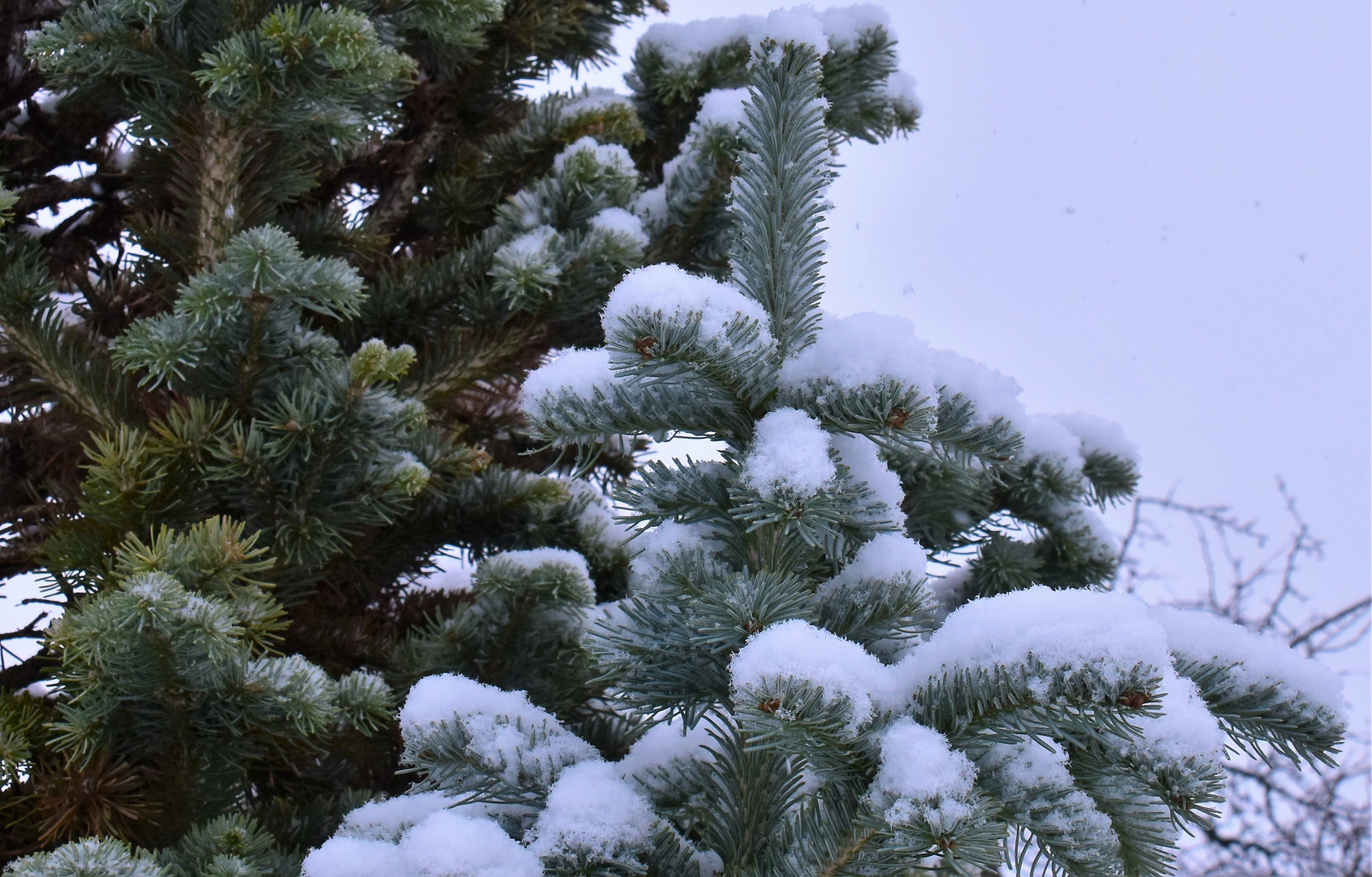 Oh Tannenbaum .... Foto & Bild | pflanzen, pilze & flechten, bäume ...