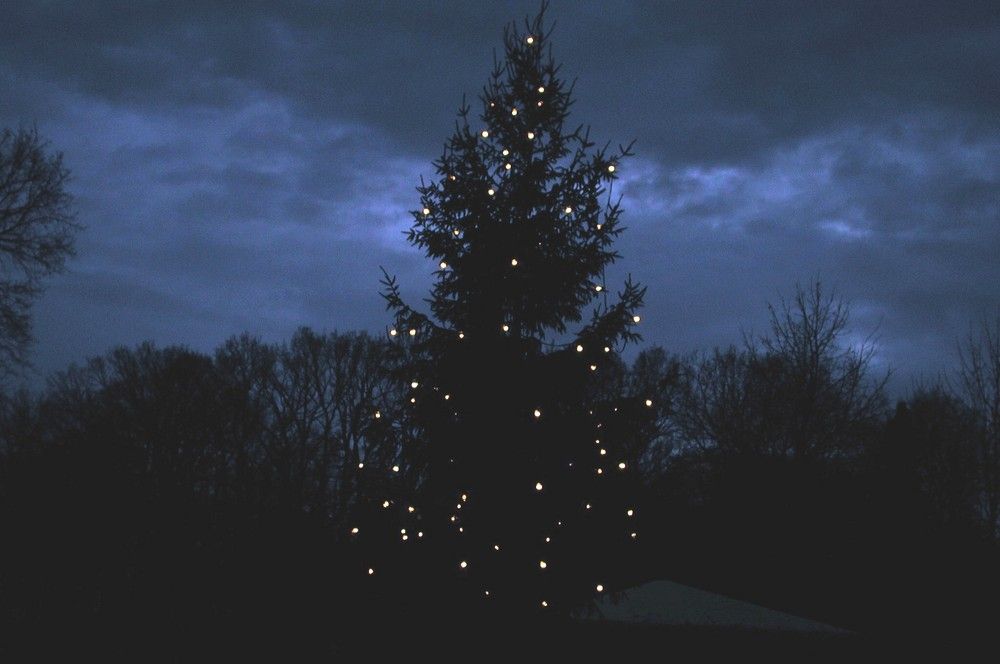 Oh Tannenbaum Foto & Bild | pflanzen, pilze & flechten, bäume ...