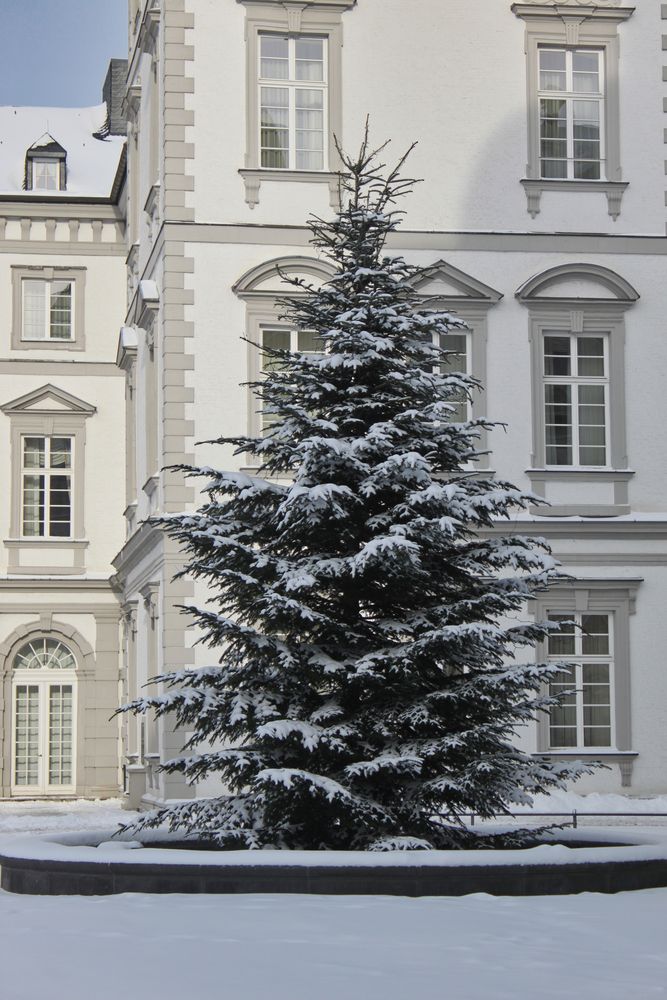 Oh Tannenbaum Foto & Bild | kunstfotografie & kultur, bräuche ...