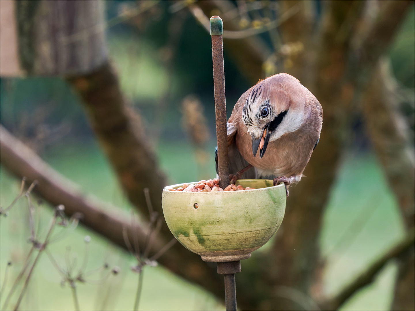 ohne Keramikglocke ein leichtes ..... Foto & Bild | tiere, wildlife ...