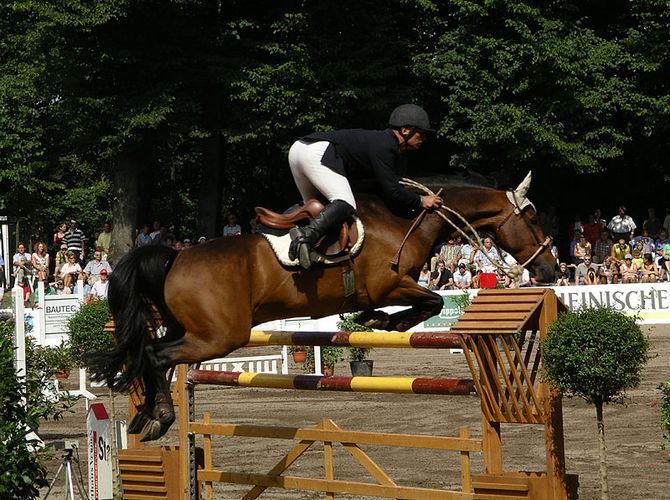 Ohne Zaumzeug Foto & Bild | tiere, haustiere, pferde, esel, maultiere ...