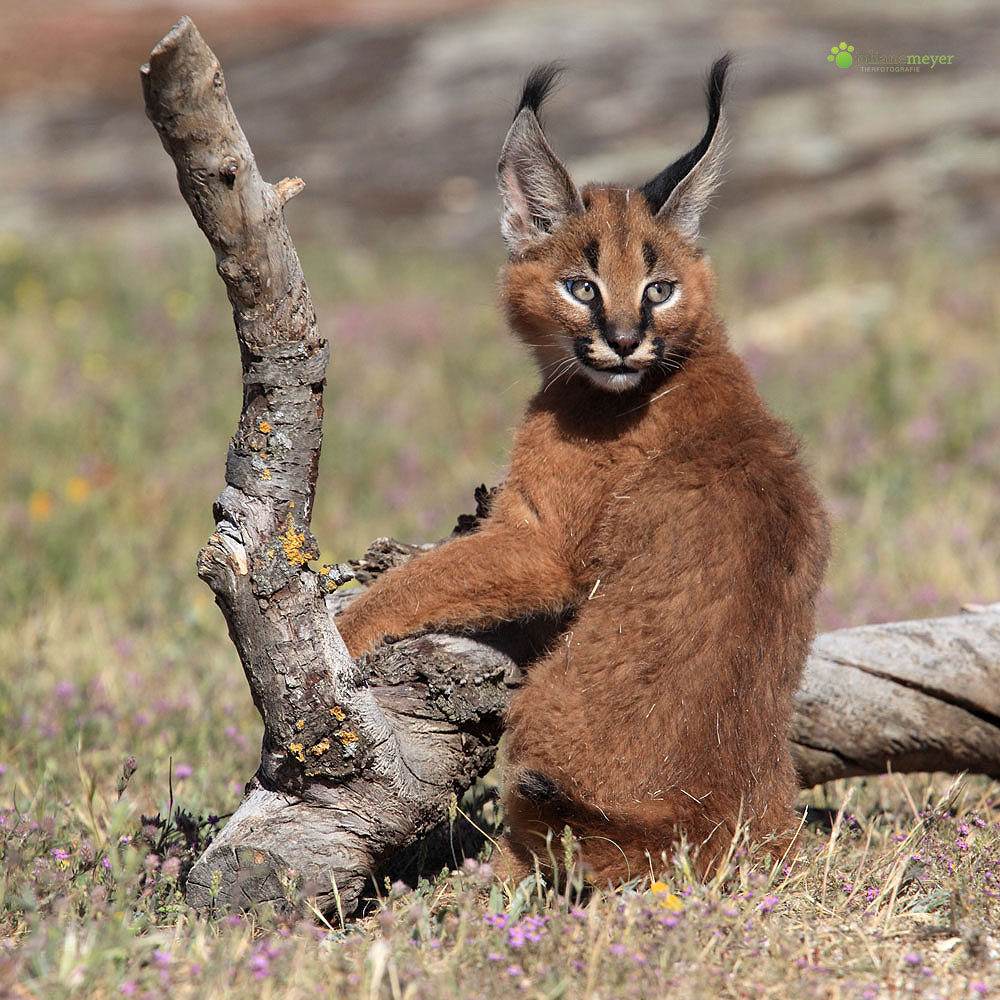 Ohren Foto & Bild | tiere, zoo, wildpark & falknerei, säugetiere Bilder ...
