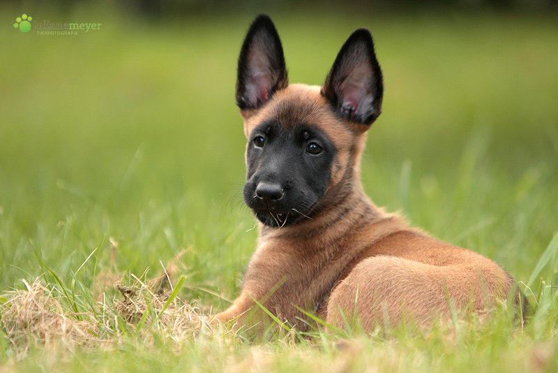 Ohren Foto & Bild | tiere, haustiere, hunde Bilder auf fotocommunity