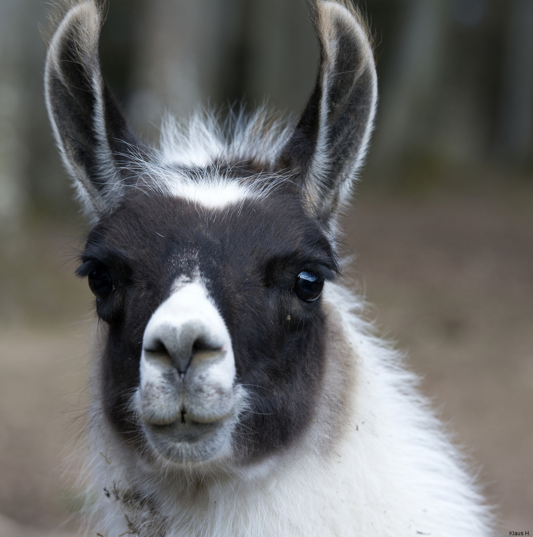 ~ Ohren gespitzt ~ Foto & Bild | sonstige tiere, natur, wildpark Bilder ...