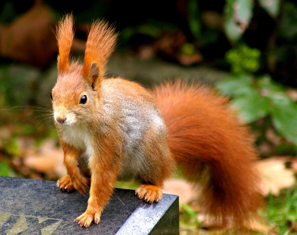 Ohren gespitzt! Foto & Bild | tiere, wildlife, säugetiere Bilder auf ...