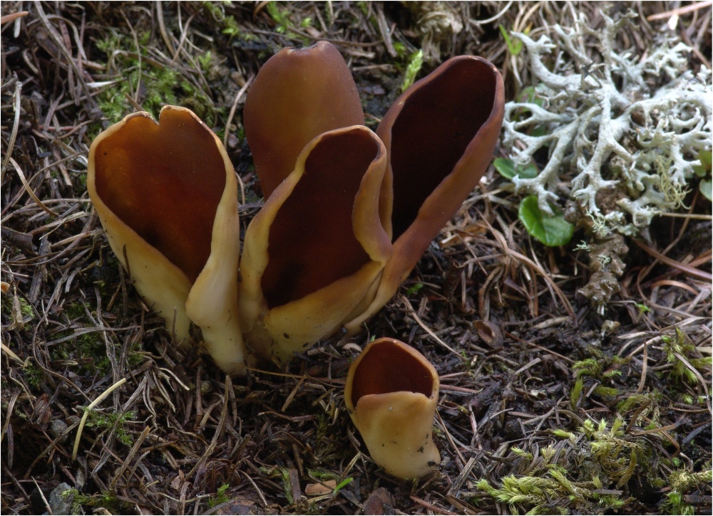 Ohrförmige Lorchel Foto & Bild | pflanzen, pilze & flechten, pilze ...