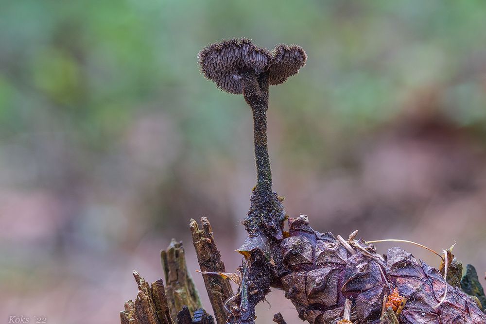 Ohrlöffel-Stacheling Foto & Bild | pflanzen, pilze & flechten, landschaft, pilze & flechten ...