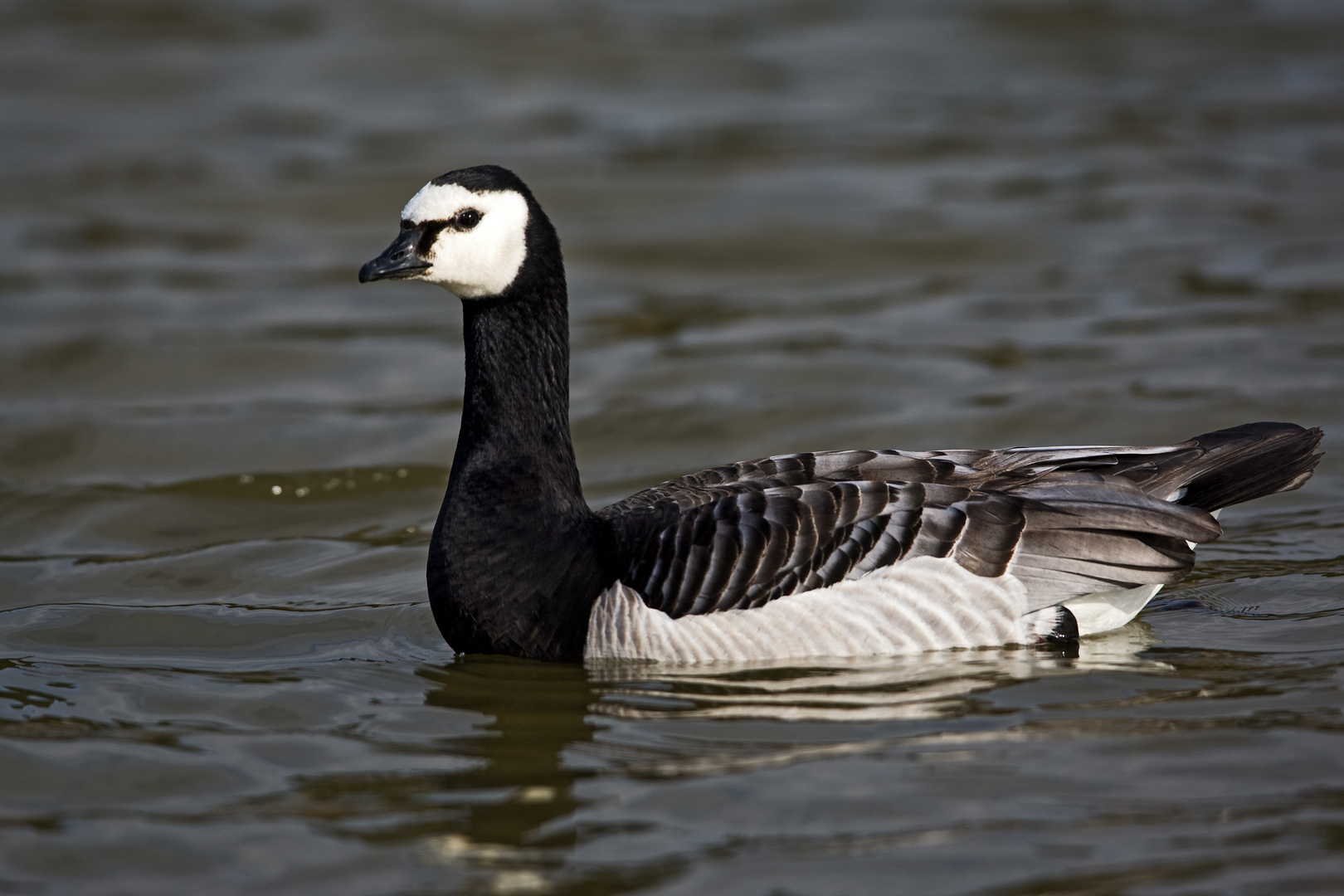 oie Bernache nonnette photo et image | animaux, animaux sauvages ...